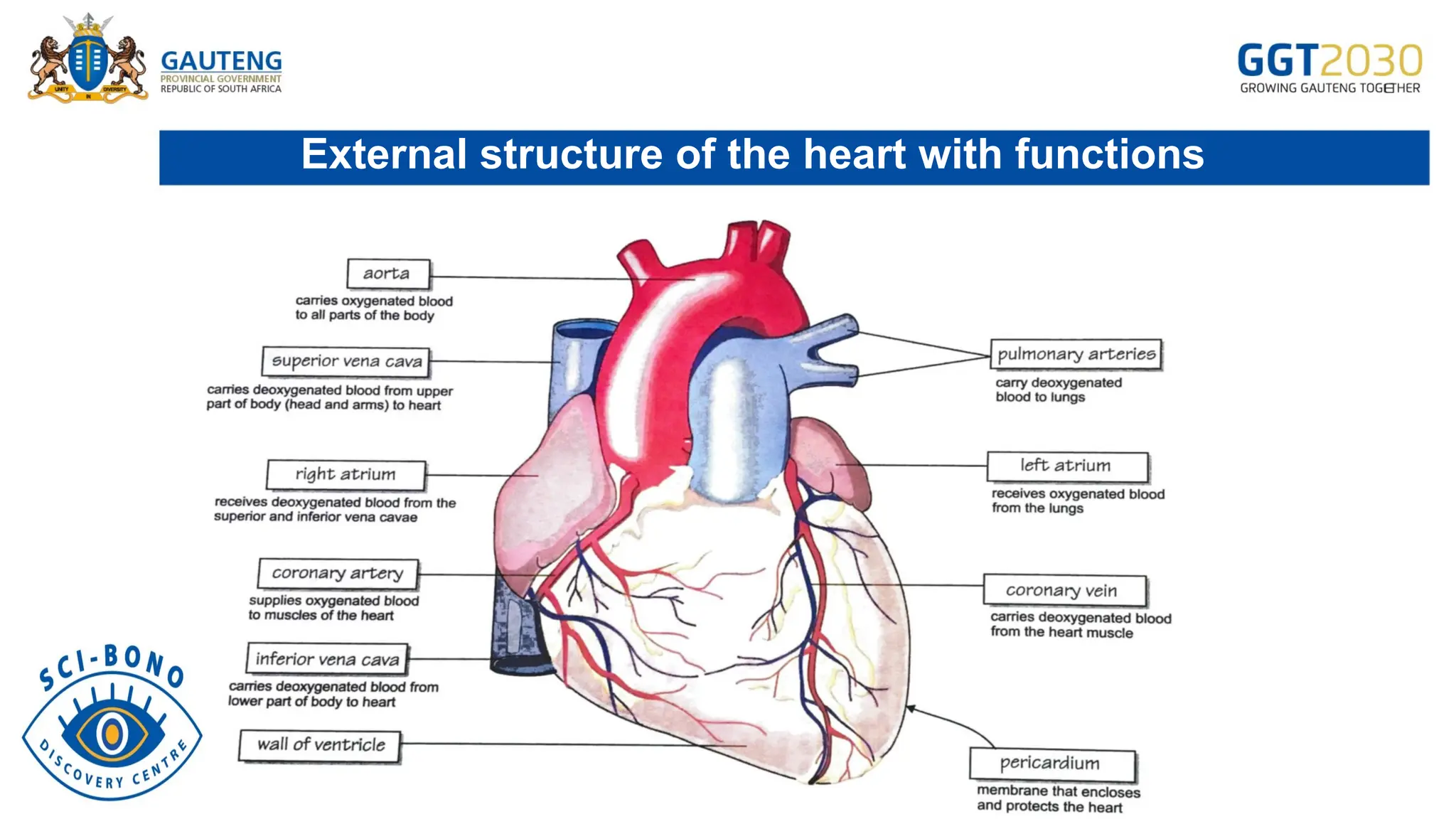 Life Sciences Gr.10 Lesson 54 Transport system Blood circulation system ...