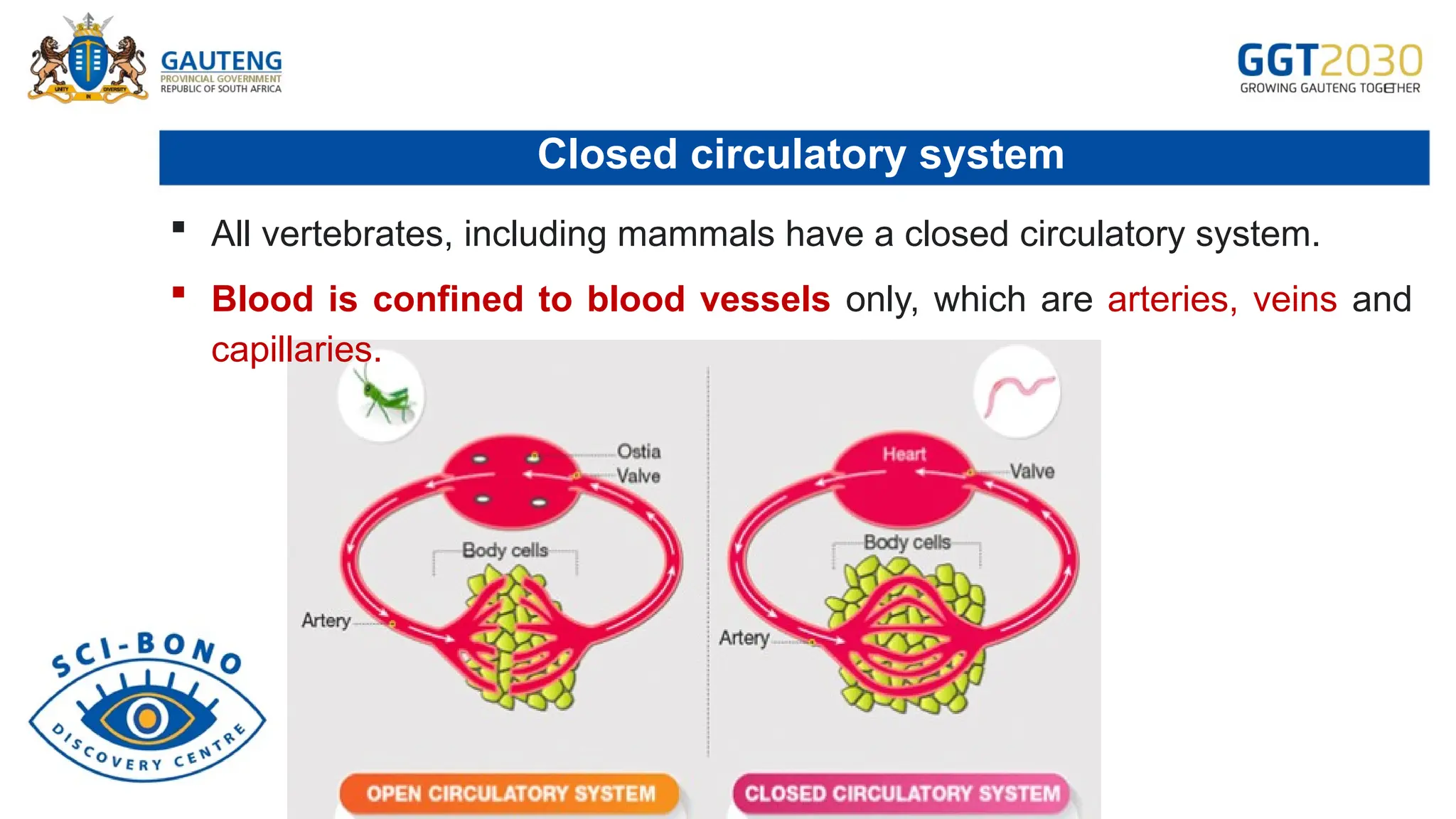 Life Sciences Gr.10 Lesson 54 Transport system Blood circulation system.pptx