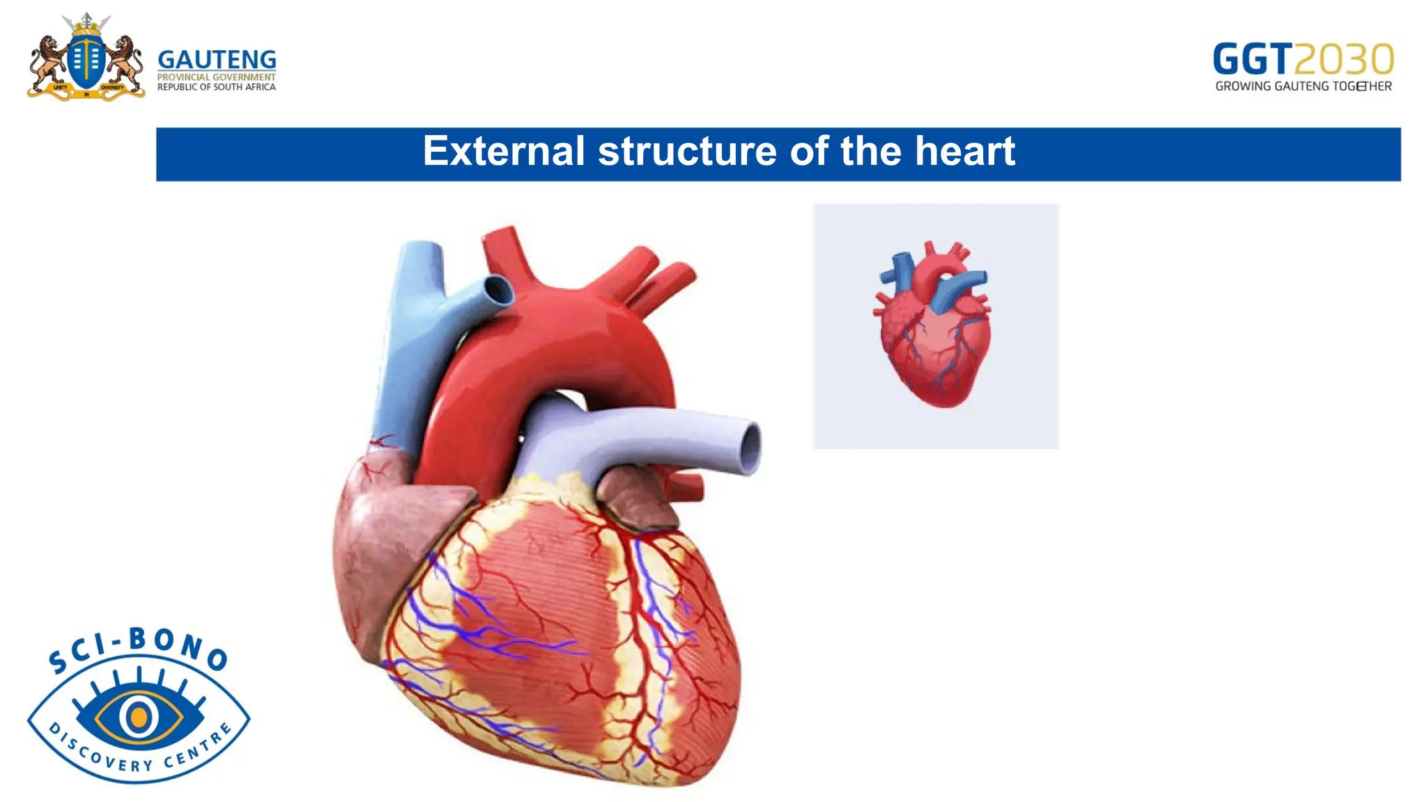 Life Sciences Gr.10 Lesson 54 Transport system Blood circulation system ...