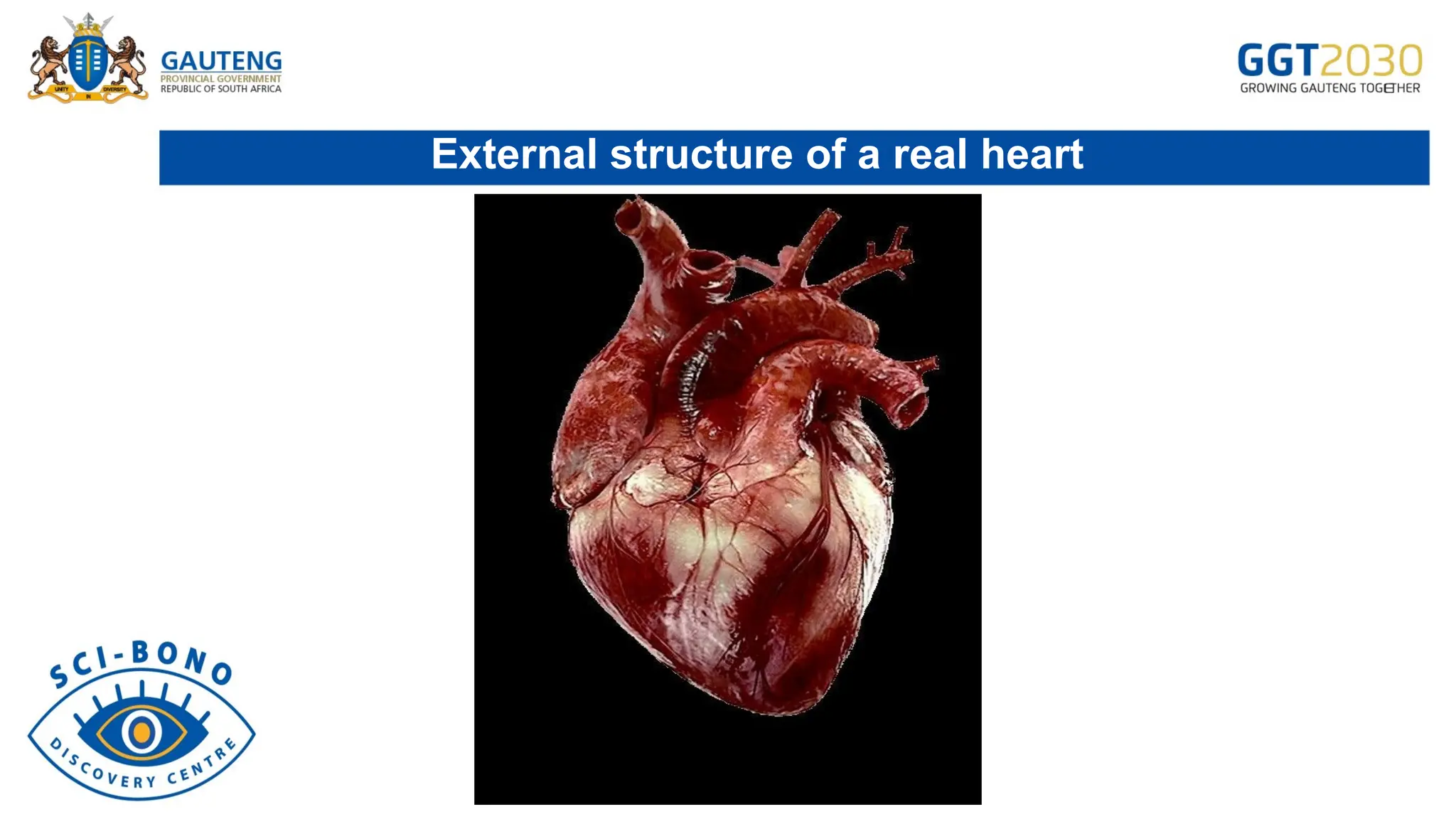 Life Sciences Gr.10 Lesson 54 Transport system Blood circulation system ...