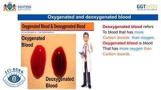 Life Sciences Gr.10 Lesson 54 Transport system Blood circulation system ...
