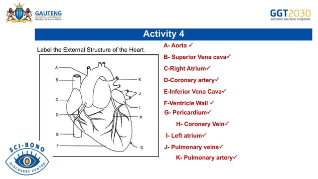 Life Sciences Gr.10 Lesson 54 Transport system Blood circulation system ...