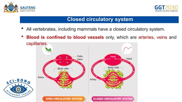 Life Sciences Gr.10 Lesson 54 Transport system Blood circulation system ...