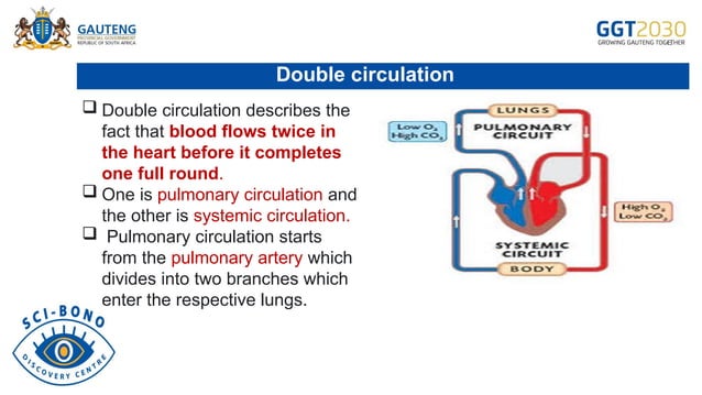 Life Sciences Gr.10 Lesson 54 Transport system Blood circulation system ...