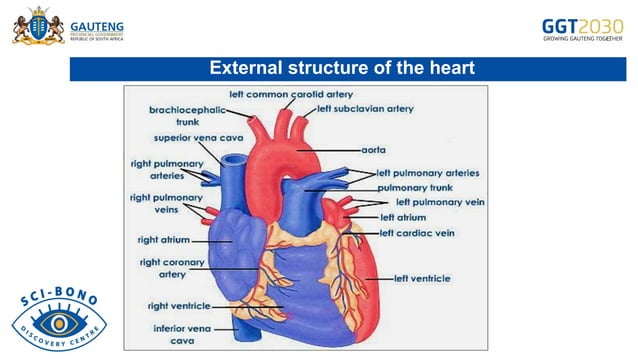 Life Sciences Gr.10 Lesson 54 Transport system Blood circulation system ...