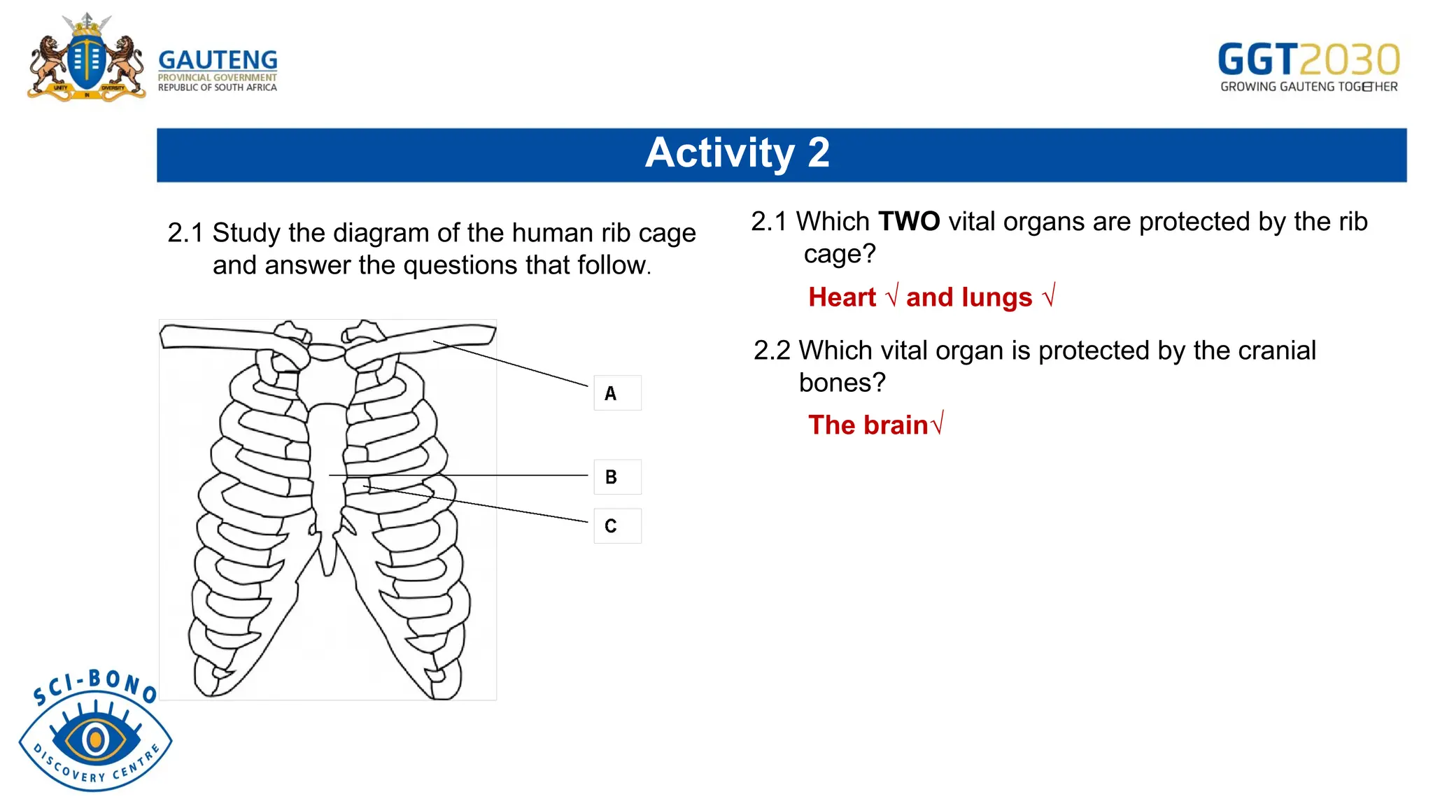 Life Sciences Gr.10 Lesson 53 Support systems in animals. Functions of ...