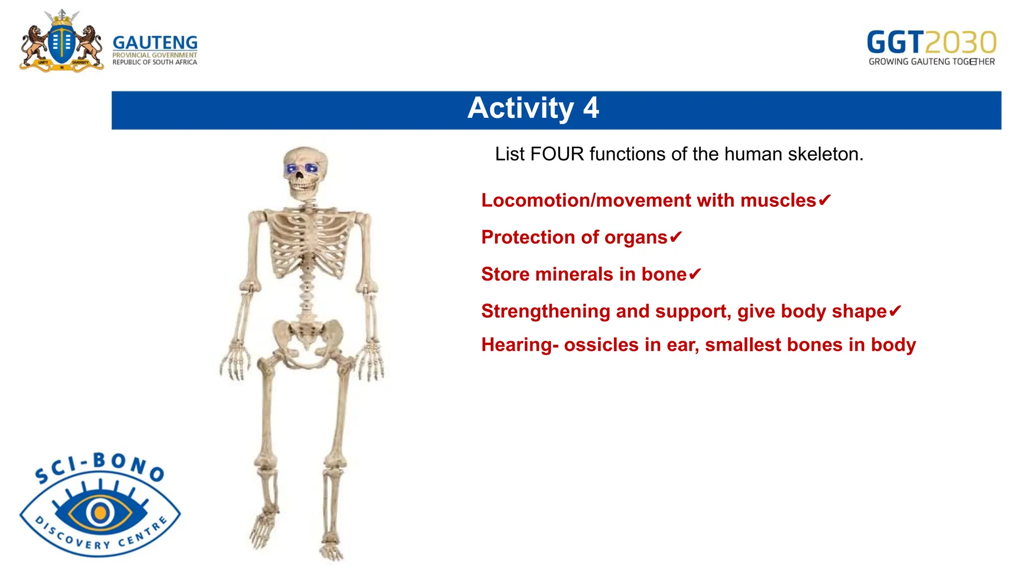 Life Sciences Gr.10 Lesson 53 Support systems in animals. Functions of ...