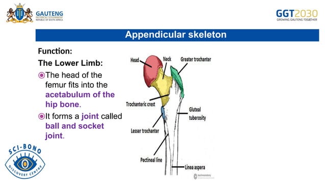 Life Sciences Gr.10 Lesson 53 Support systems in animals. Functions of ...
