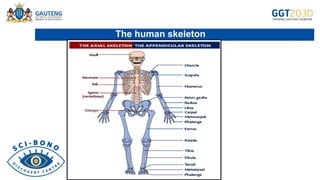 Life Sciences Gr.10 Lesson 53 Support systems in animals. Functions of ...