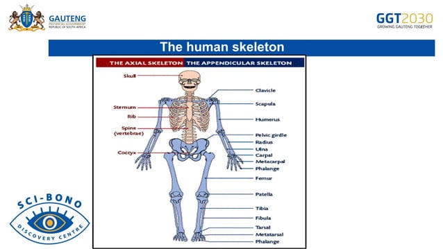 Life Sciences Gr.10 Lesson 53 Support systems in animals. Functions of Human skeleton.pptx ...
