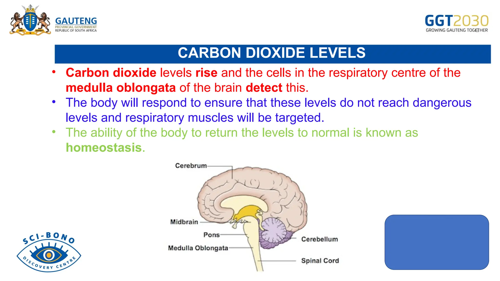 Life Sciences Gr.11 Lesson 38 Homeostasis of Carbon Dioxide levels.pptx