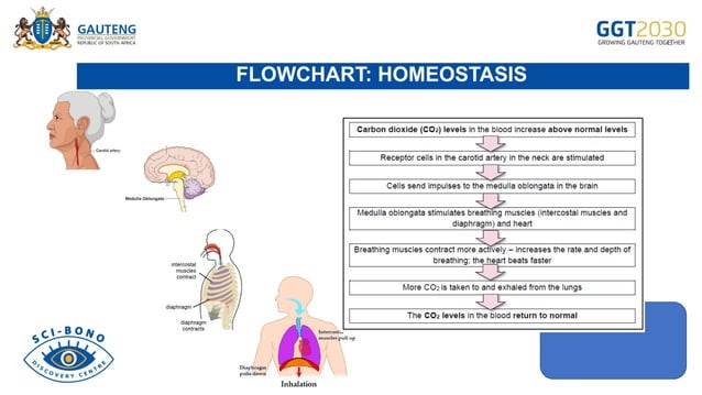 Life Sciences Gr.11 Lesson 38 Homeostasis of Carbon Dioxide levels.pptx