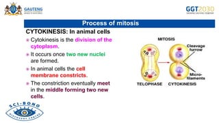 Life Sciences Gr.10 Lesson 39 Cell division (The phases of mitosis) (1).pdf