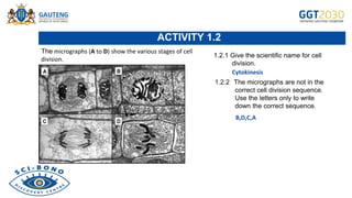 Life Sciences Gr.10 Lesson 39 Cell division (The phases of mitosis) (1).pdf
