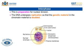 Life Sciences Gr.10 Lesson 39 Cell division (The phases of mitosis) (1).pdf