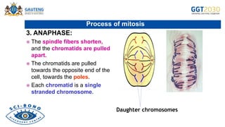 Life Sciences Gr.10 Lesson 39 Cell division (The phases of mitosis) (1).pdf