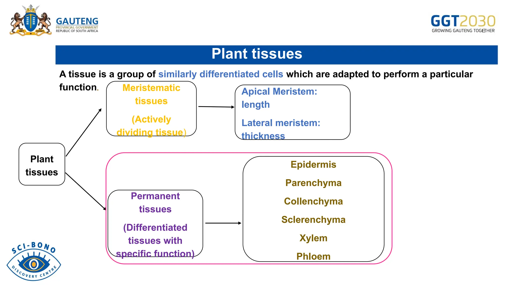 Life Sciences Gr.10 Lesson 42 Plant tissues.pptx