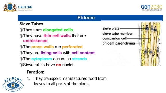 Life Sciences Gr.10 Lesson 42 Plant tissues.pptx