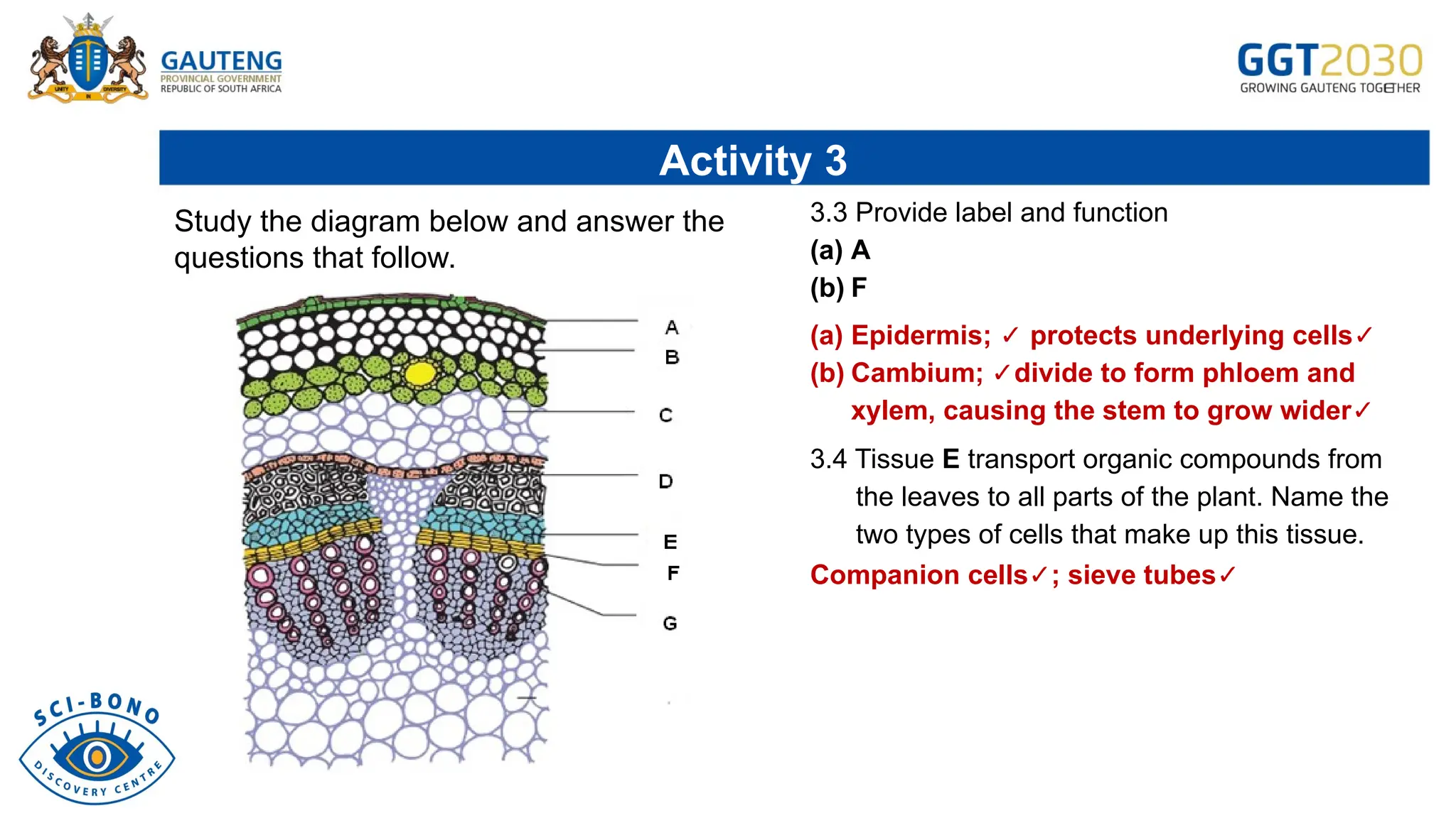 Life Sciences Gr.10 Lesson 43 Anatomy of dicotyledonous plant.pptx