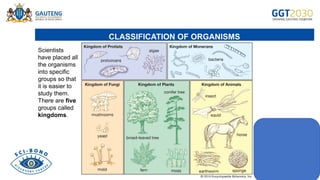 Life Sciences Gr.11 Lesson 1 Basic structure of viruses.pptx