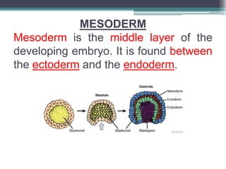 Life sciences lesson | PPTX