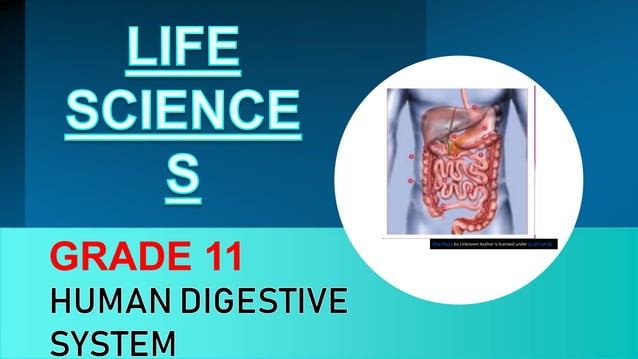 LIFE_SCIENCES_PRESENTATION_GRADE_11 HUMAN DIGESTIVE SYSTEM.pptx