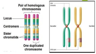 Life sciences presentation TST 3B | PPTX | Infertility | Reproductive Health