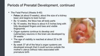 Lifespan_Development_Chapter03_Prenatal_Development.pptx