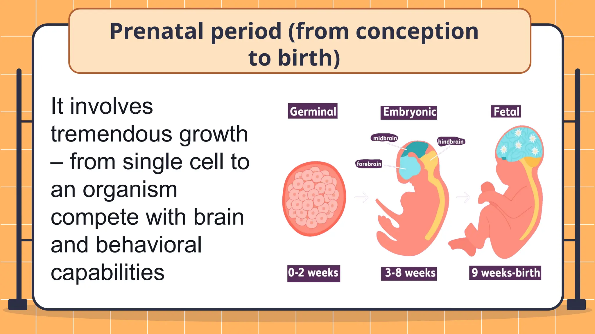 characteristics, principlesand stages of life-span development.pptx
