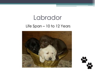 Life span of dog breeds | PPT