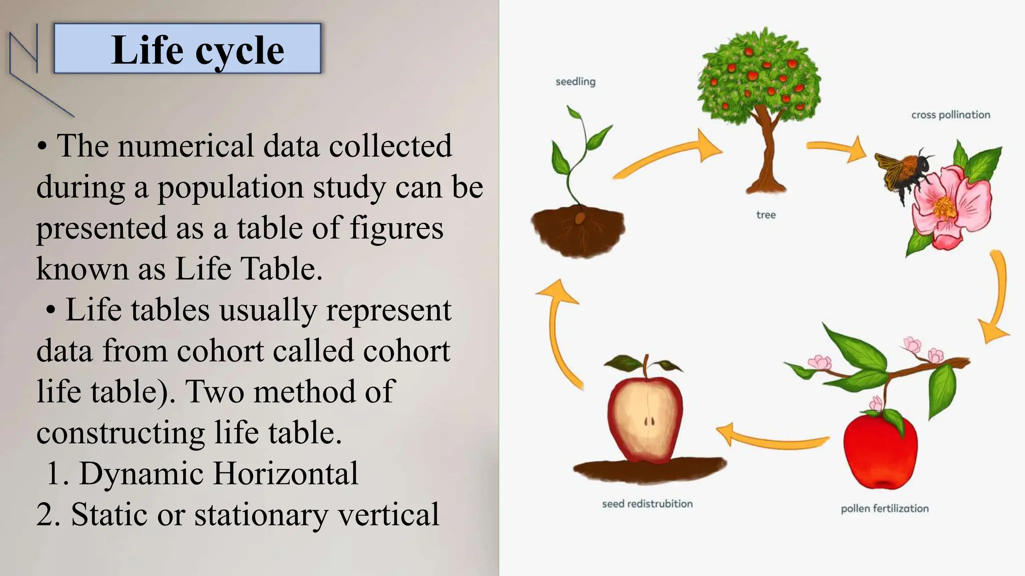 Life table / life cycle (Chitra ).pptx