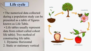 Life table / life cycle (Chitra ).pptx