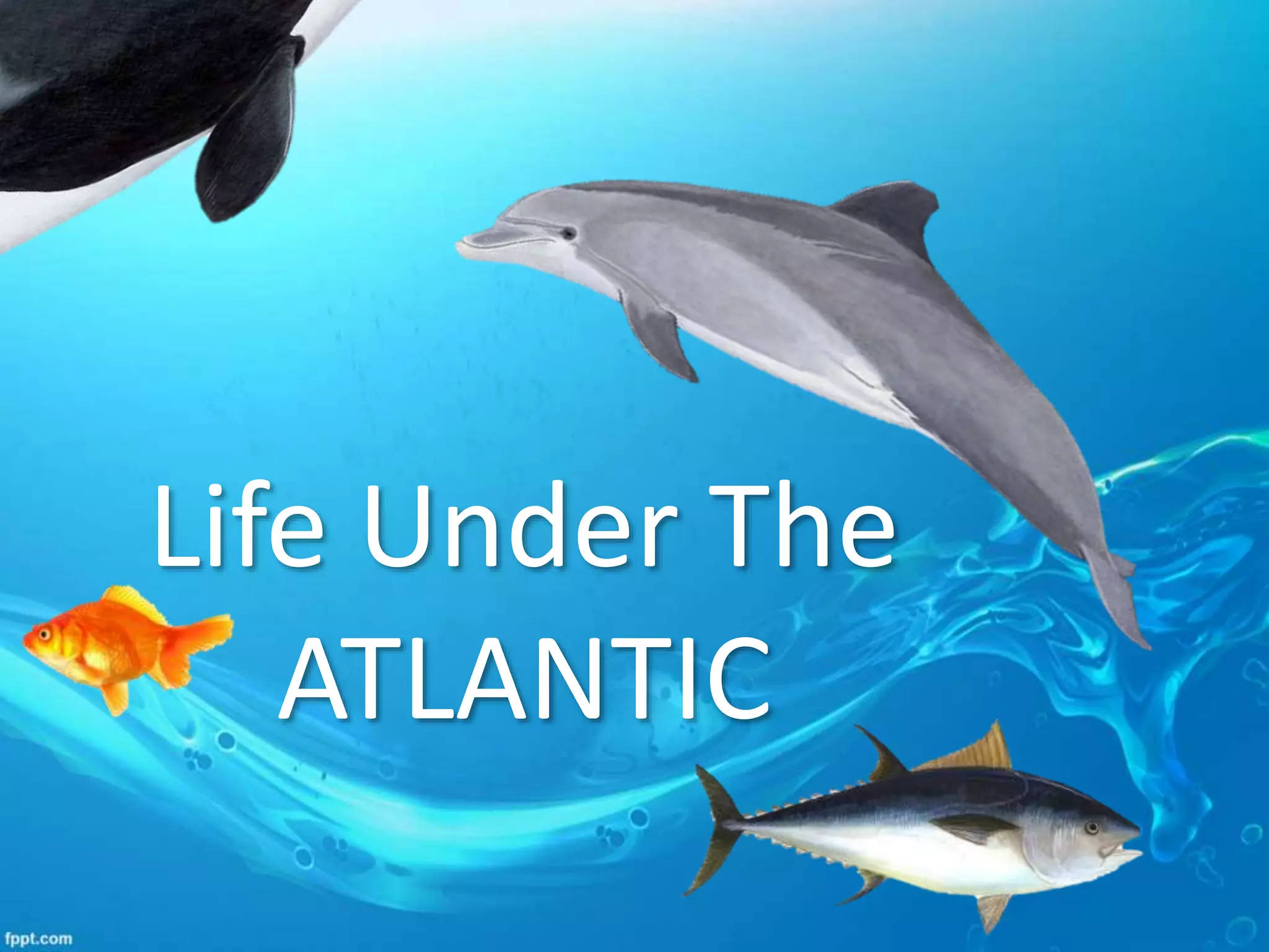 Life under the atlantic ocean | PPTX