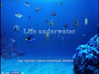 Life underwater | PPTX