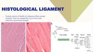 Ligament healing - UMP residents presentation | PPTX
