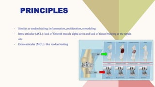 Ligament healing - UMP residents presentation | PPTX