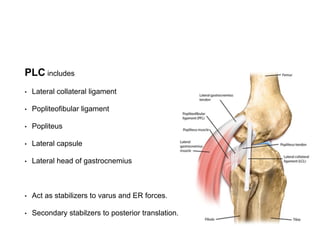 Ligament injury to knee: ACL | PPTX