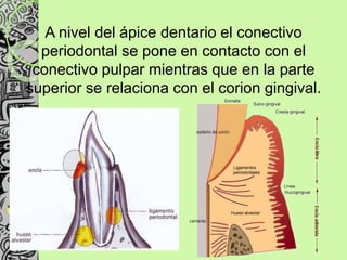 Ligamento periodontal | PPTX