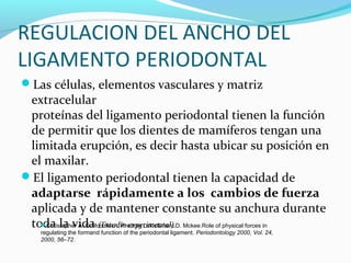 Ligamento periodontal | PPT