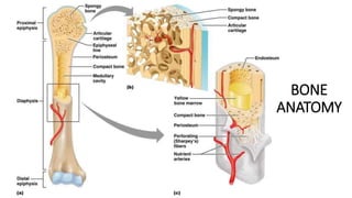 Ligament Os Coxae.pptx | Free Download
