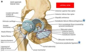 Ligament Os Coxae.pptx