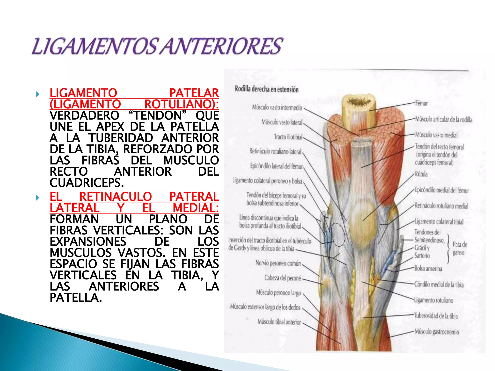 Ligamentos de la rodilla | PPTX