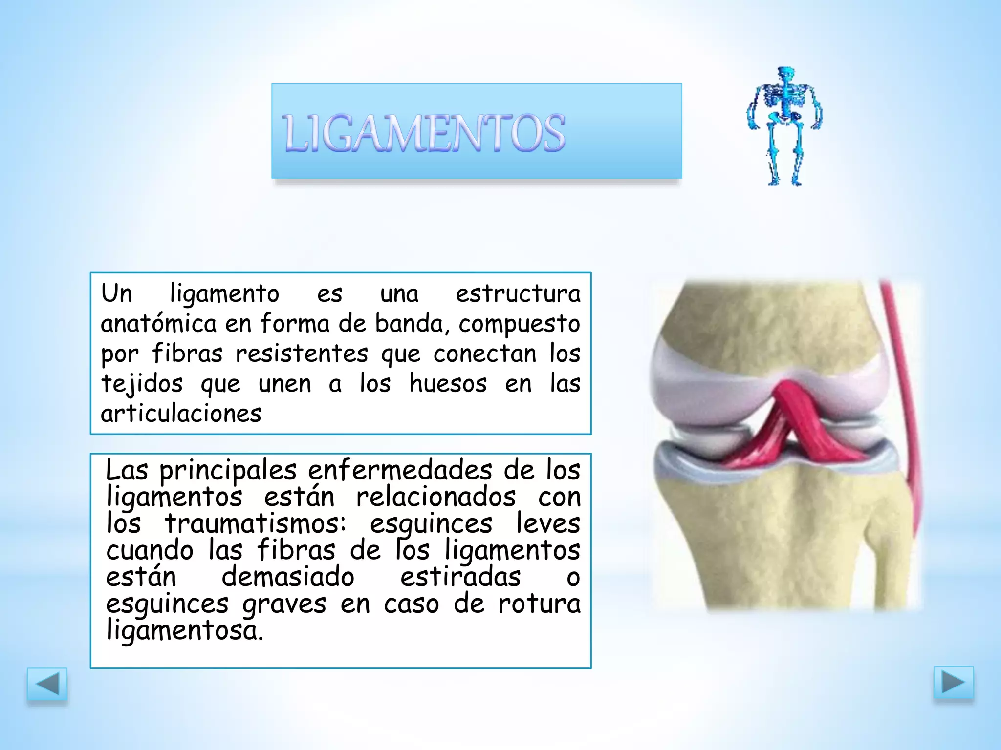 Ligamentos del codo - Ismael Villacís | PPSX