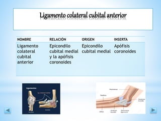 Ligamentos del codo - Ismael Villacís | PPSX