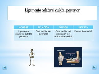 Ligamentos del codo - Ismael Villacís | PPSX