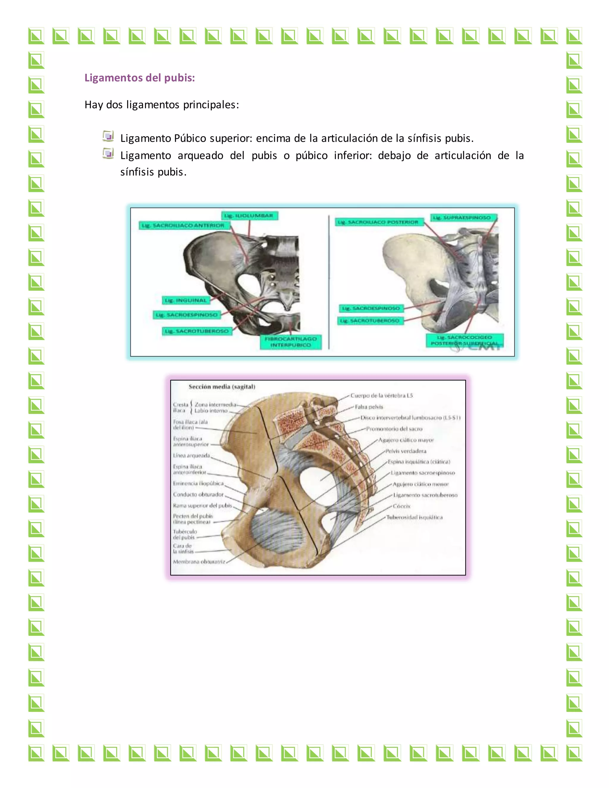 Ligamentos Da Sinfise Pubica
