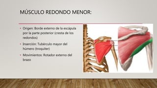 Ligamentos y musculos del Hombro | PPTX