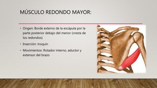 Ligamentos y musculos del Hombro | PPTX