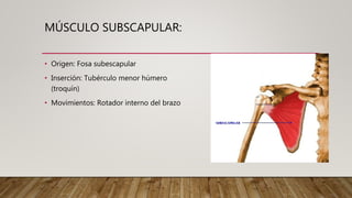 Ligamentos y musculos del Hombro | PPTX