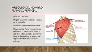 Ligamentos y musculos del Hombro | PPTX